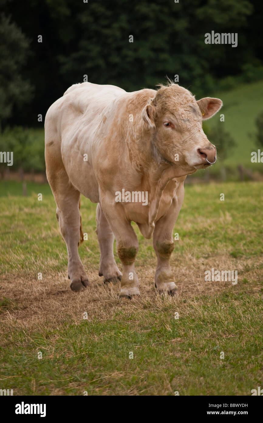 Charolais cattle, bull Stock Photo - Alamy