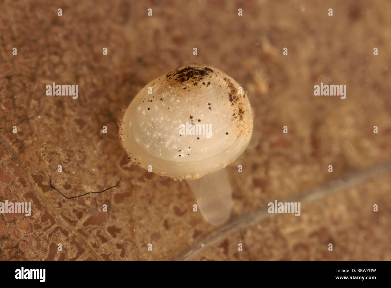 Greater European peaclam (Pisidium amnicum Stock Photo - Alamy