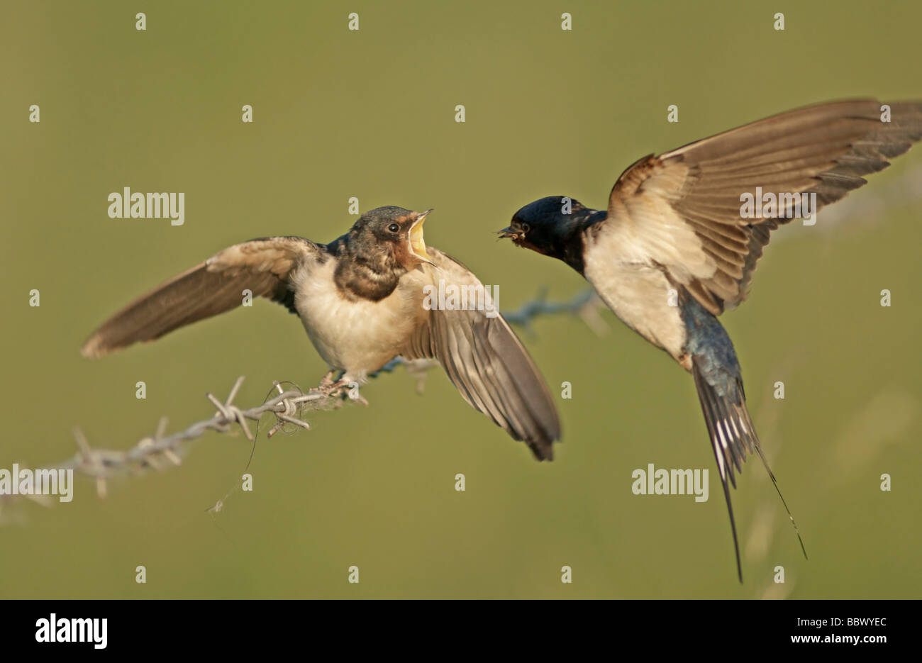 Barn swallows (Hirundo rustica) during feeding Stock Photo - Alamy