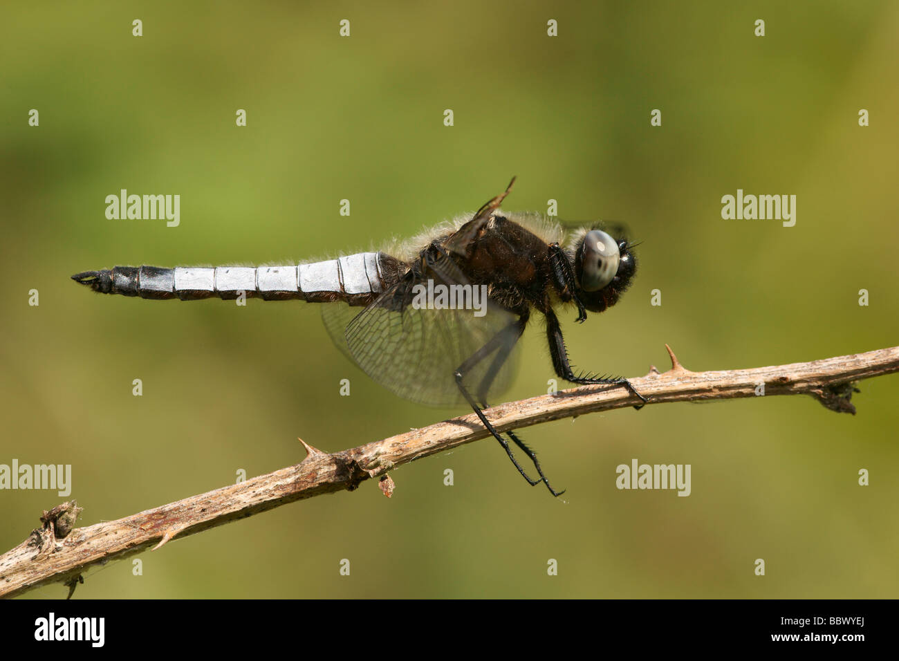 Male scarce chaser hi-res stock photography and images - Alamy