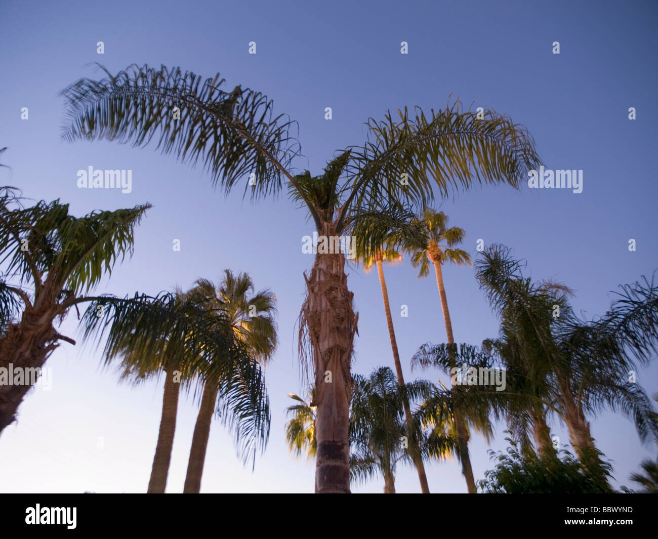 Palm Stalk High Resolution Stock Photography and Images - Alamy