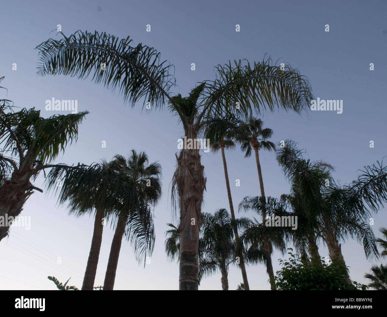 Palm stalk hi-res stock photography and images - Alamy