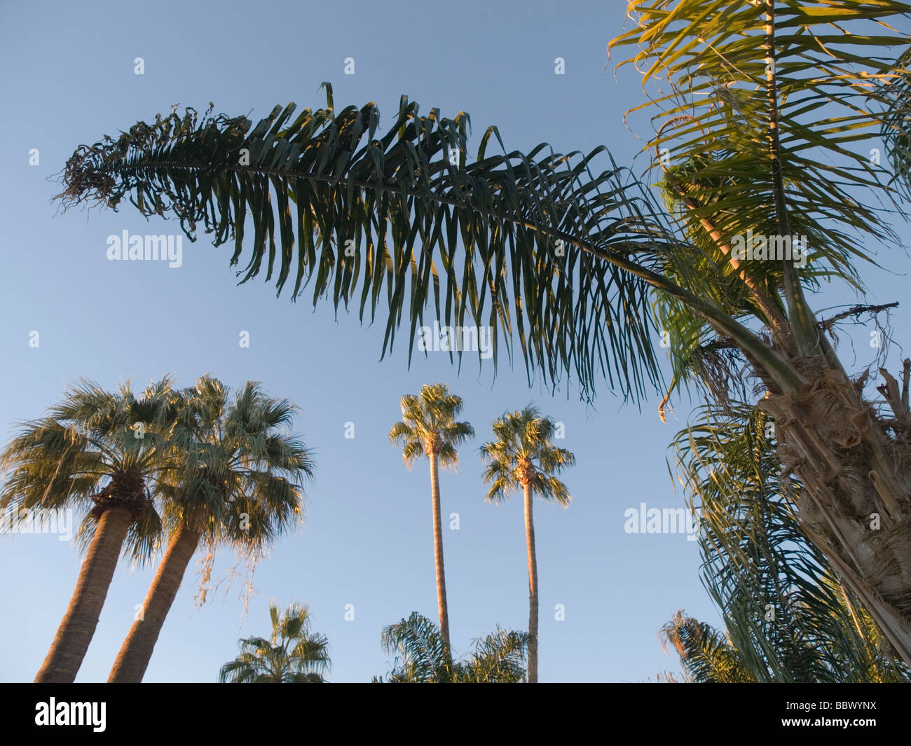 Palm stalk hi-res stock photography and images - Alamy