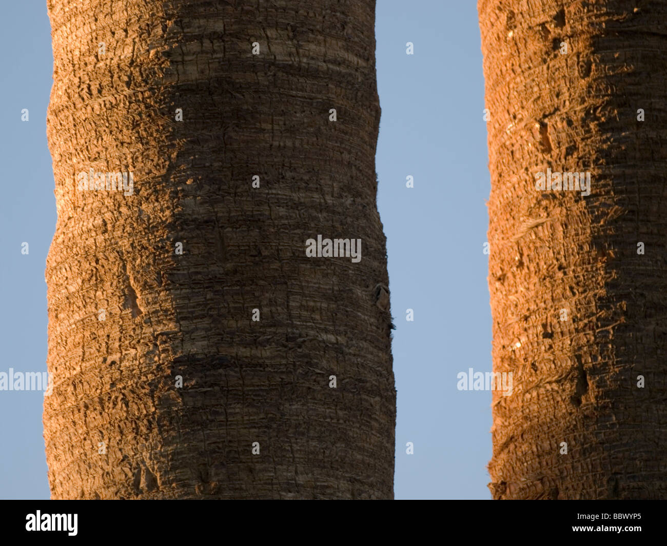 Palm stalk hi-res stock photography and images - Alamy