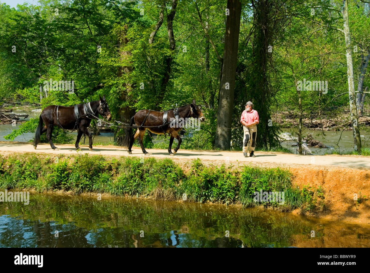 Mule barge hi-res stock photography and images - Alamy