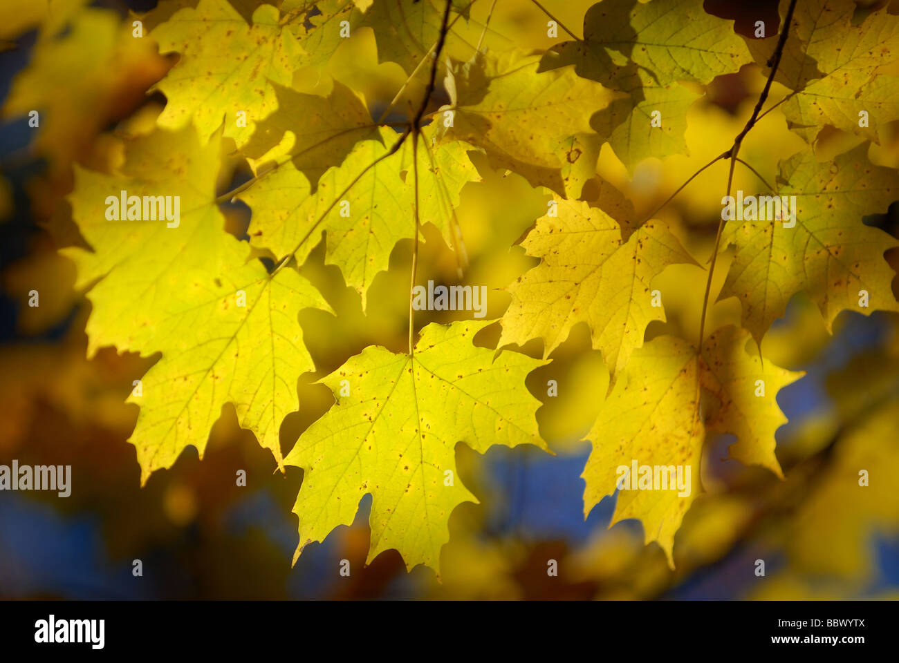 Bright colourful fall leaves Stock Photo - Alamy