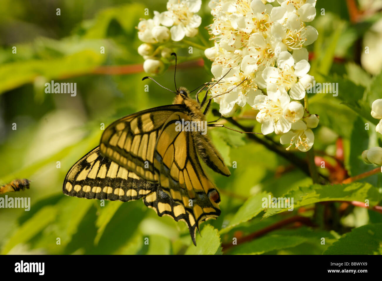 Butterfly swallowtail (Papilio machaon Stock Photo - Alamy
