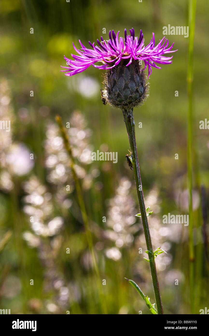 Purple flowers greater knapweed hi-res stock photography and images - Alamy