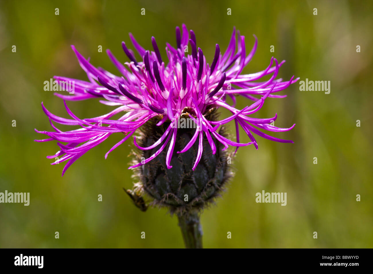 Purple flowers greater knapweed hi-res stock photography and images - Alamy