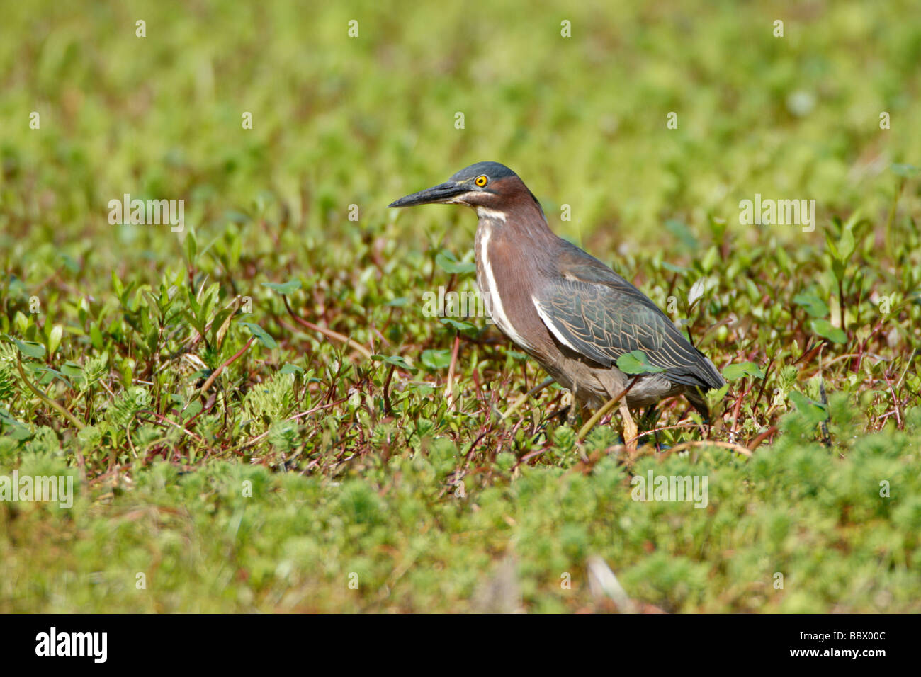 Green heron birds hi-res stock photography and images - Alamy
