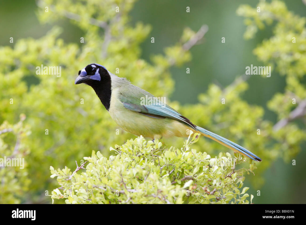 Jay hi-res stock photography and images - Alamy