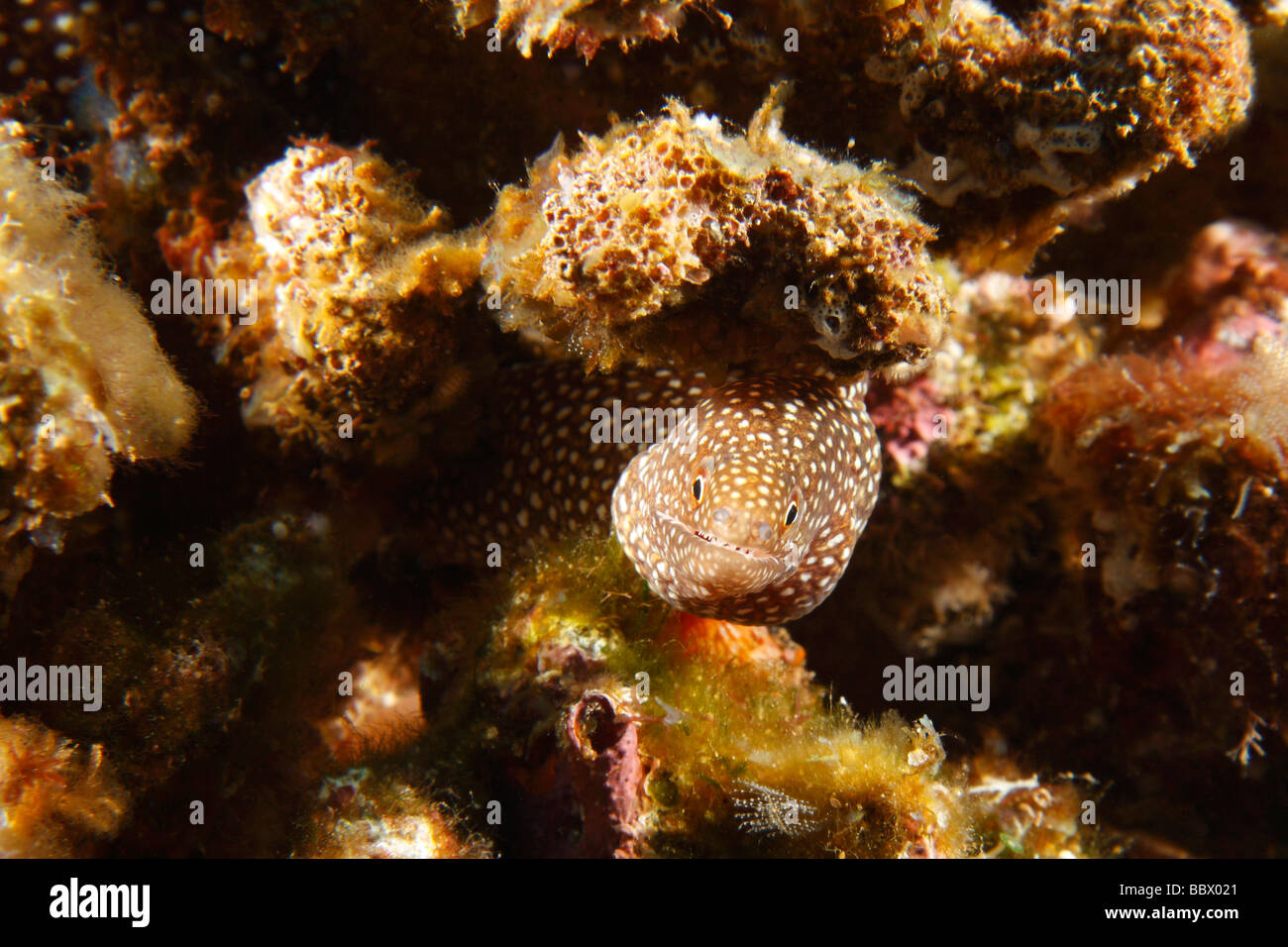 White mouth moray eel hiding in between the coral fingers peeking out ...