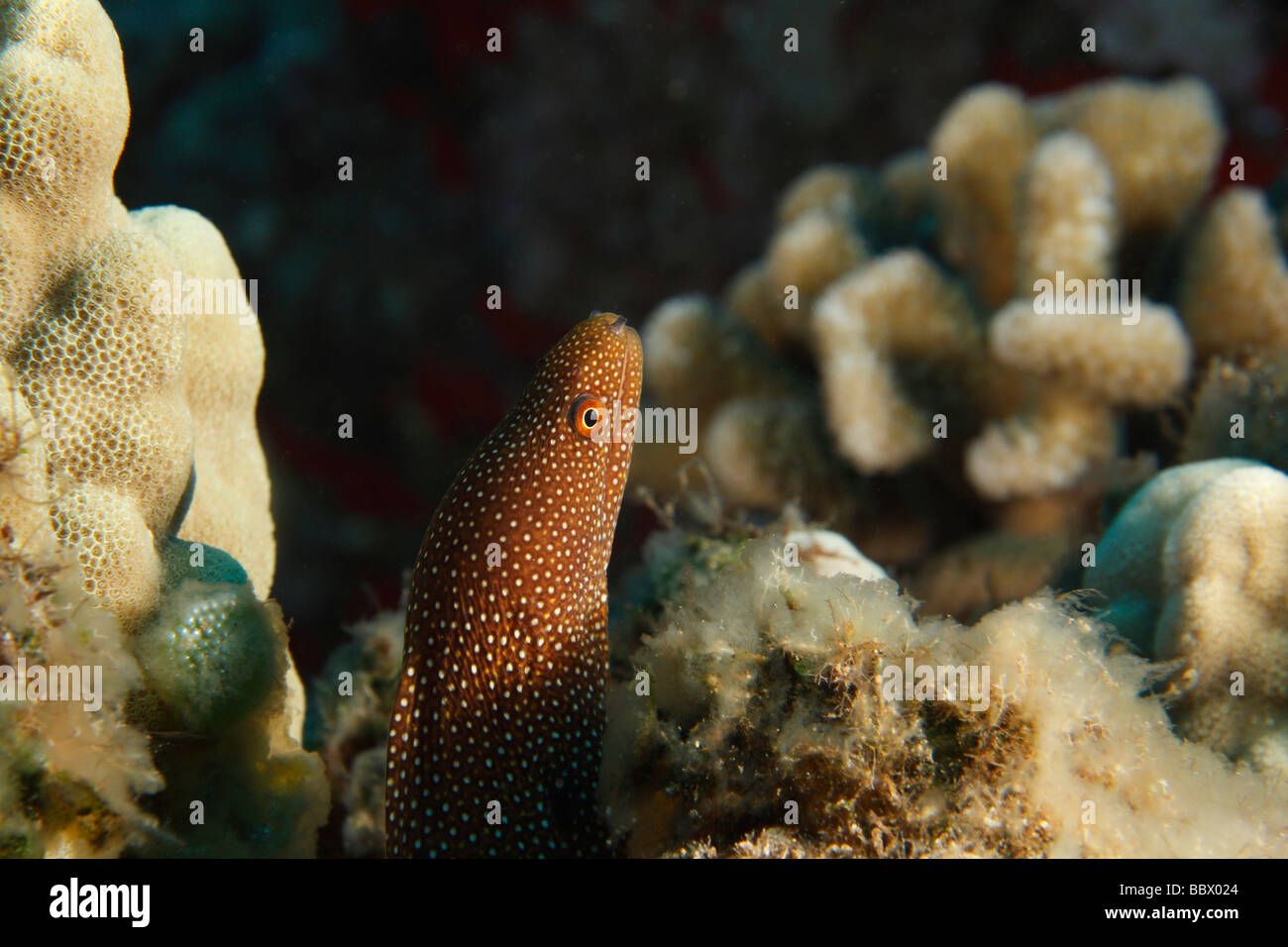 White mouth moray eel peeking out of his burrow in a coral reef Stock ...