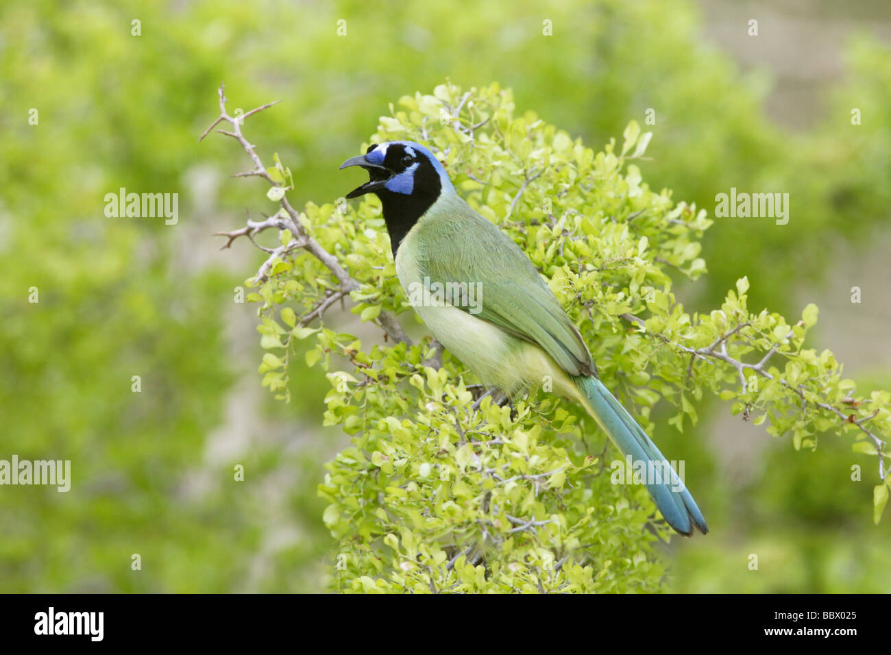 Green jay hi-res stock photography and images - Alamy