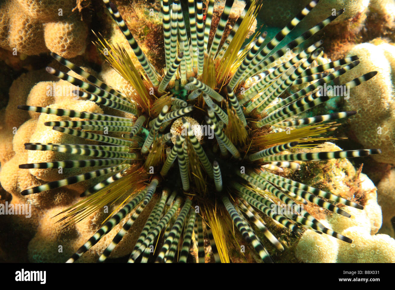 Large sea urchin with striped black and white spikes, embedded in a ...