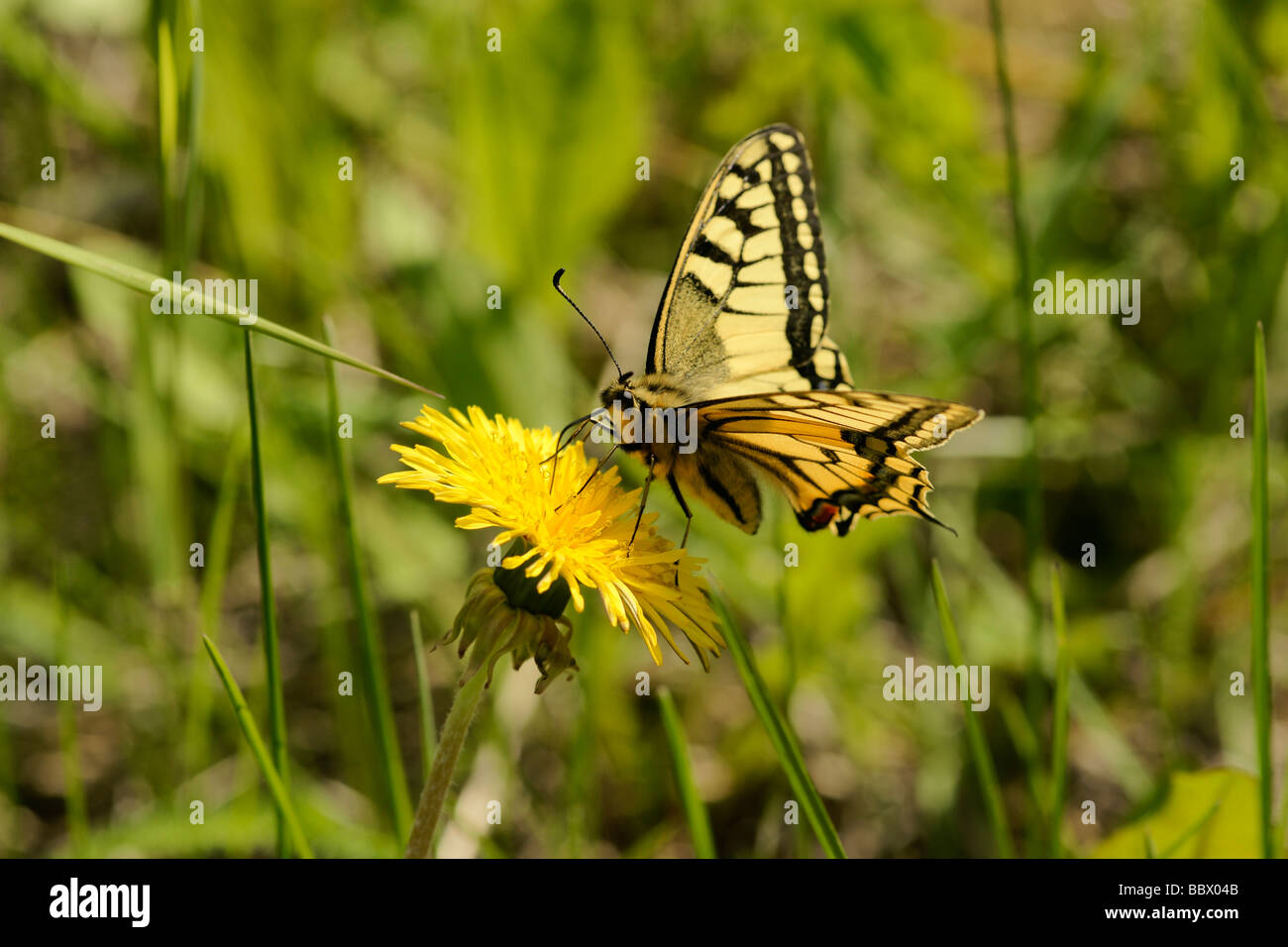 Butterfly swallowtail (Papilio machaon Stock Photo - Alamy
