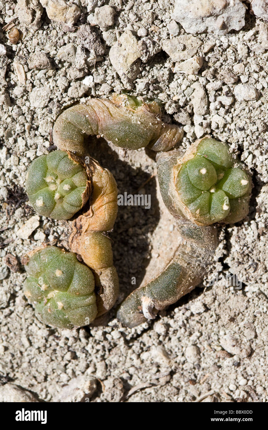 Peyote button hi-res stock photography and images - Alamy