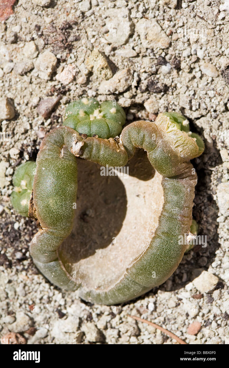 Peyote button hi-res stock photography and images - Alamy