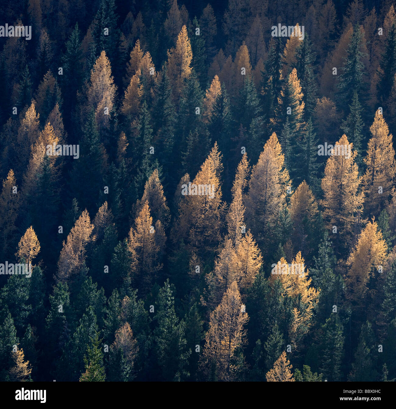 Eastern larch tree hi-res stock photography and images - Alamy