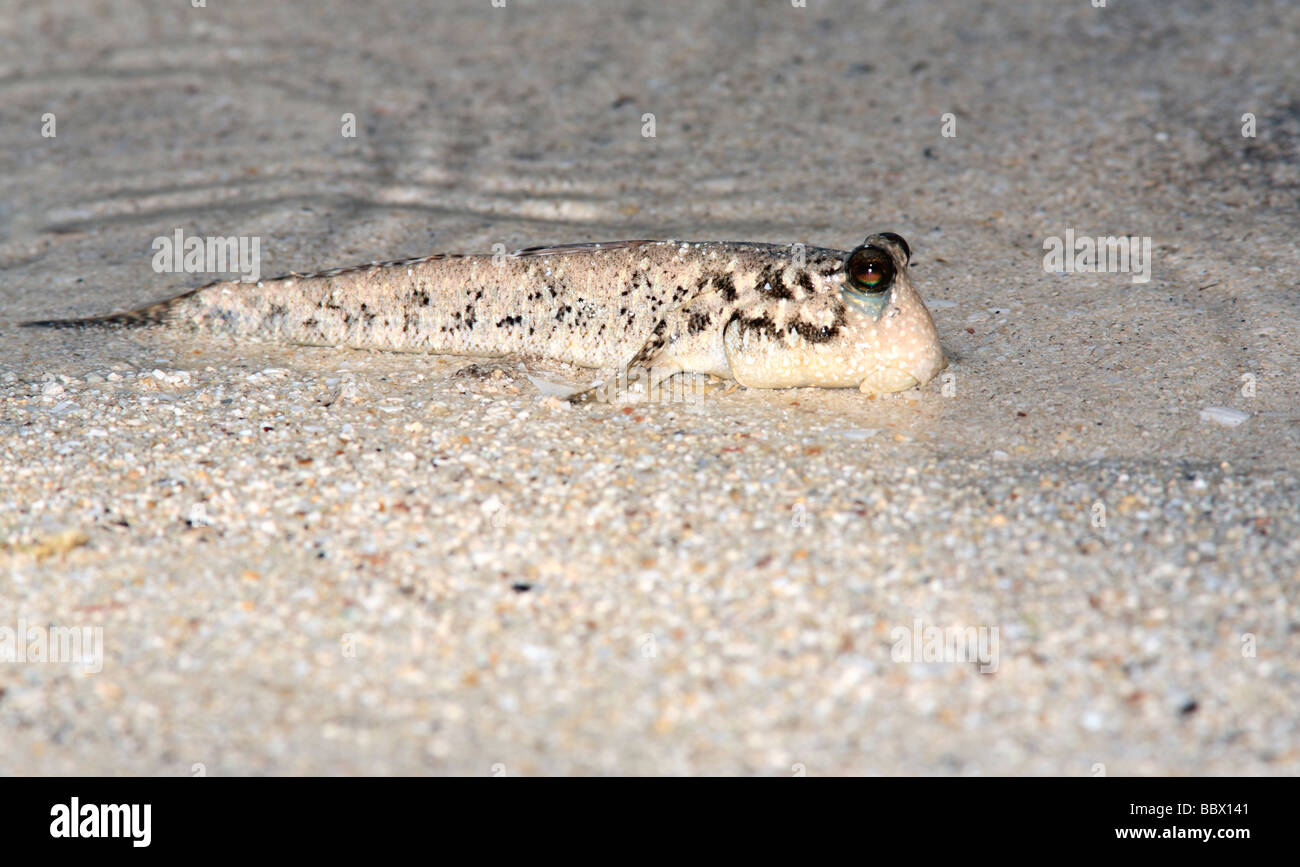 a mudskipper on the shore these fish can stay out of water for a long ...