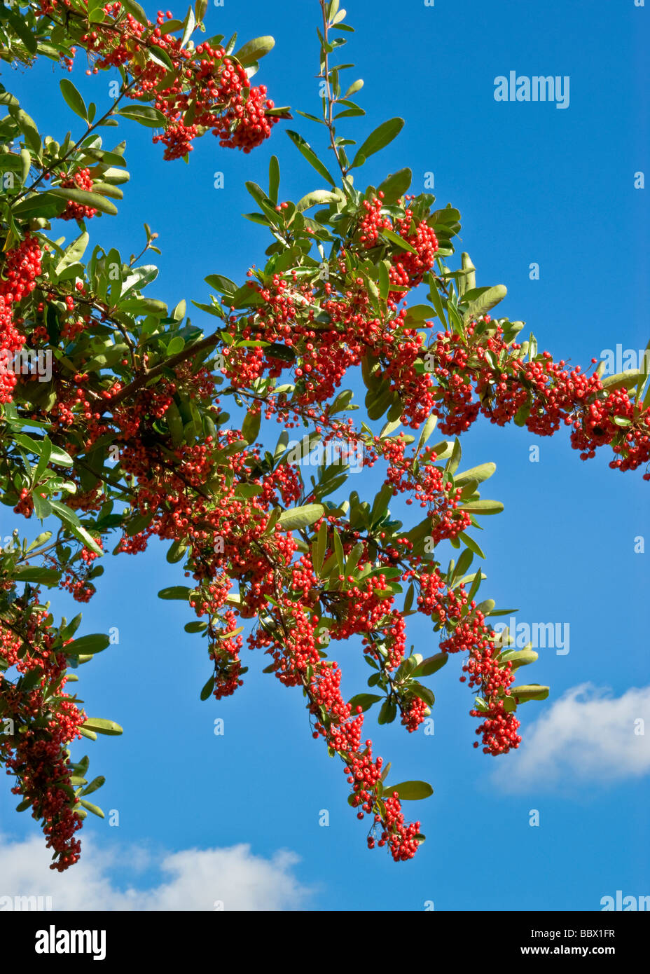 Red colored berries hi-res stock photography and images - Alamy