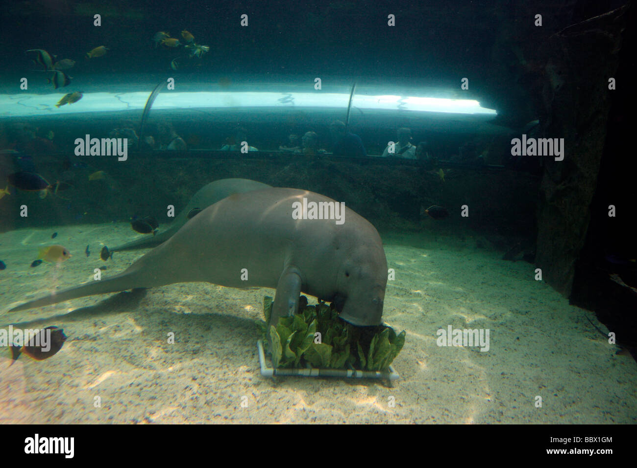 Dugong dugon hi-res stock photography and images - Alamy