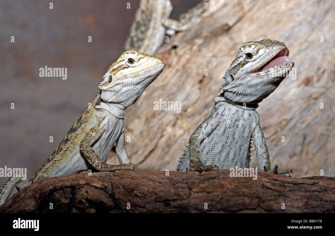 Bearded DragonLlizard, Pogona vitticeps henrylawsoni, one has his pink ...