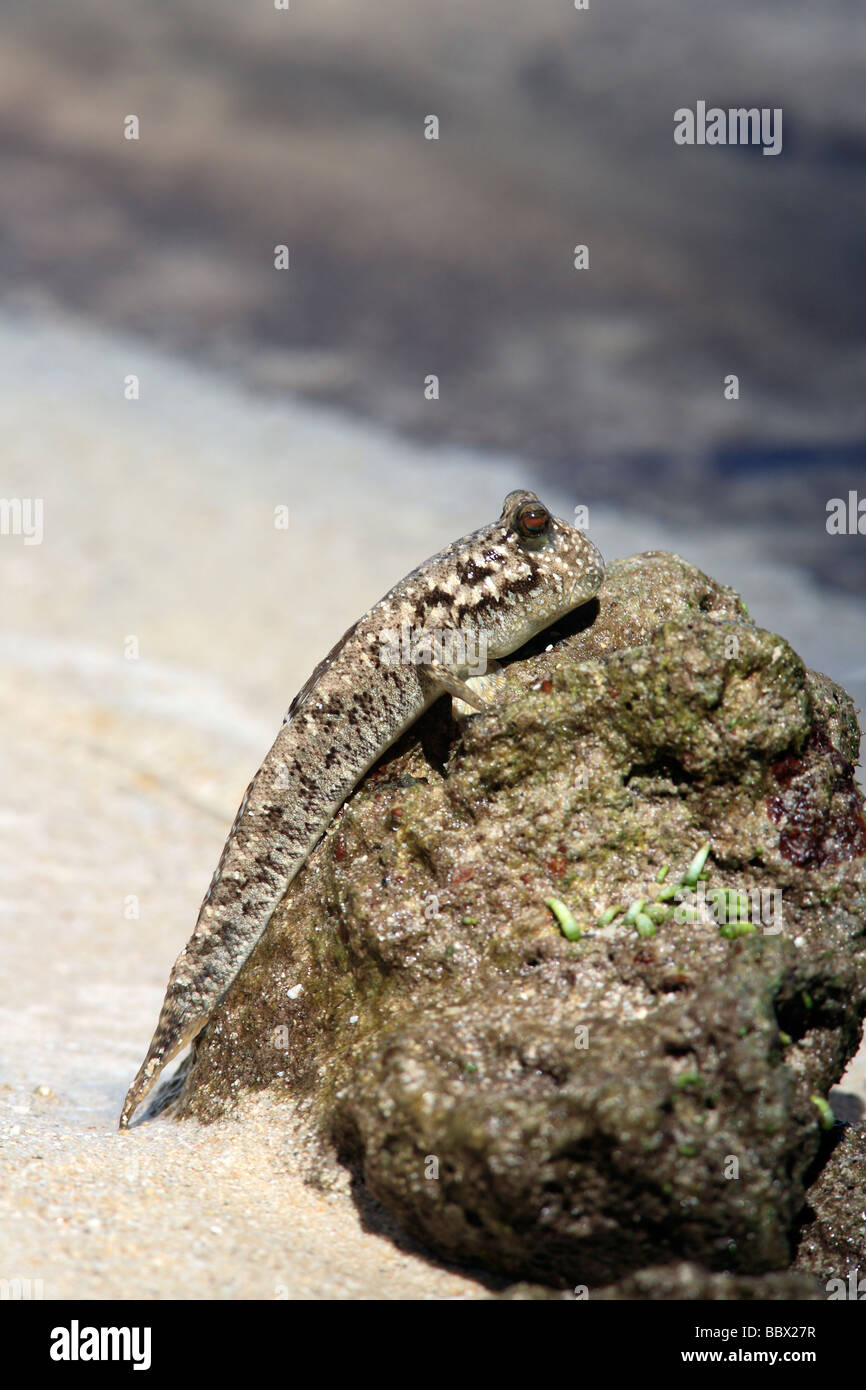Sliverlined Mudskipper, also known as Barred Mudskipper, Periophthalmus ...