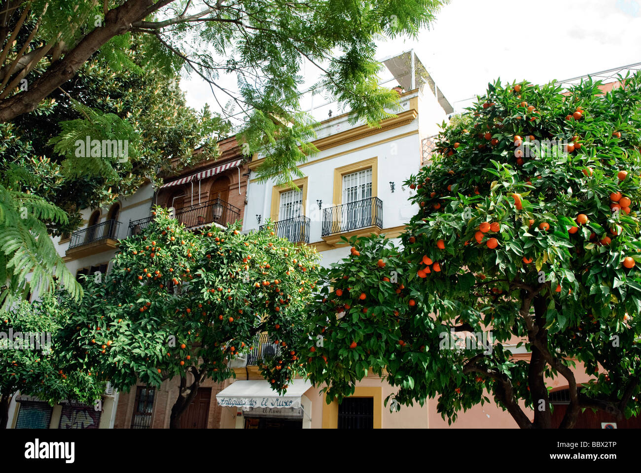 tangerine trees and residential buildings in Sevilla, Andalucia, Spain ...