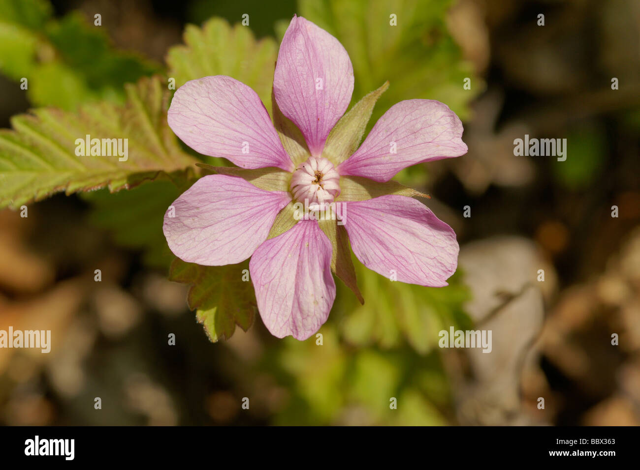 Arctic raspberry - Rubus arcticus Stock Photo - Alamy