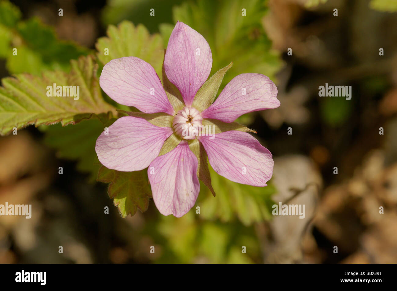 Arctic raspberry - Rubus arcticus Stock Photo - Alamy