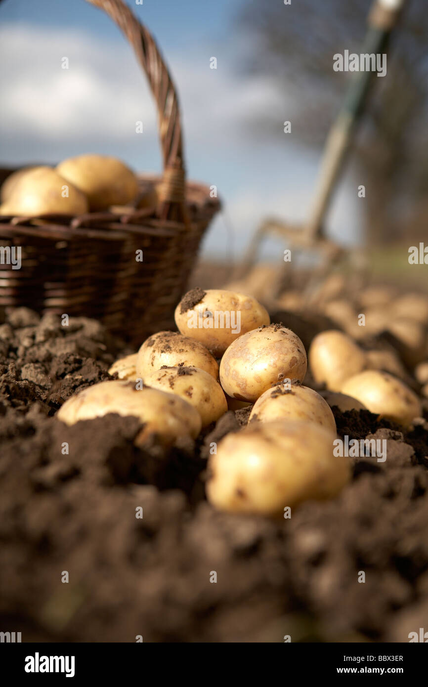 BASKET WITH FRESH DUG POTATOES Stock Photo - Alamy