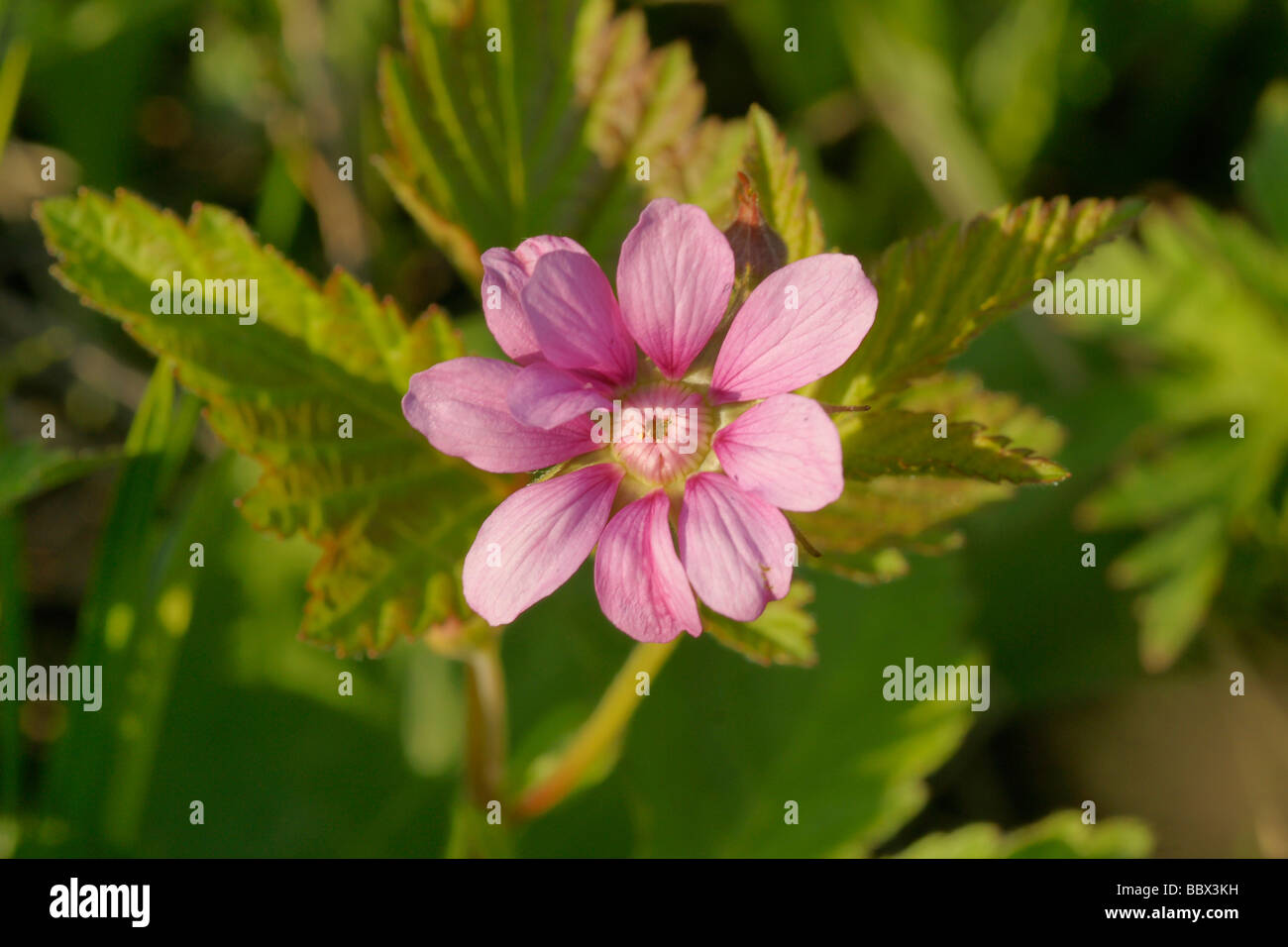 Arctic raspberry rubus arcticus hi-res stock photography and images - Alamy
