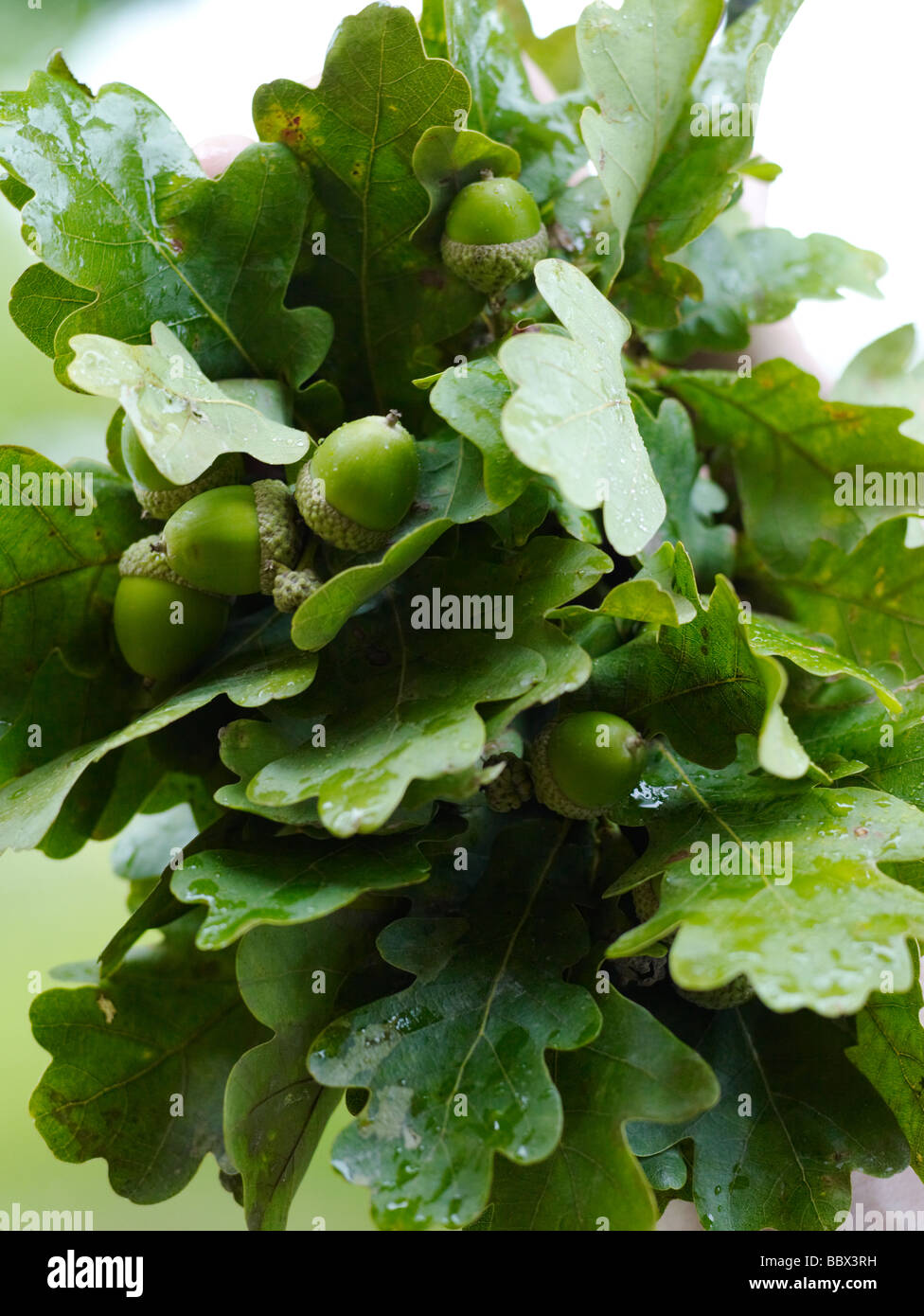 An oak-tree and acorn close-up Sweden Stock Photo - Alamy