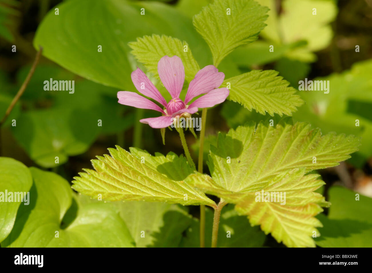 Arctic raspberry - Rubus arcticus Stock Photo - Alamy