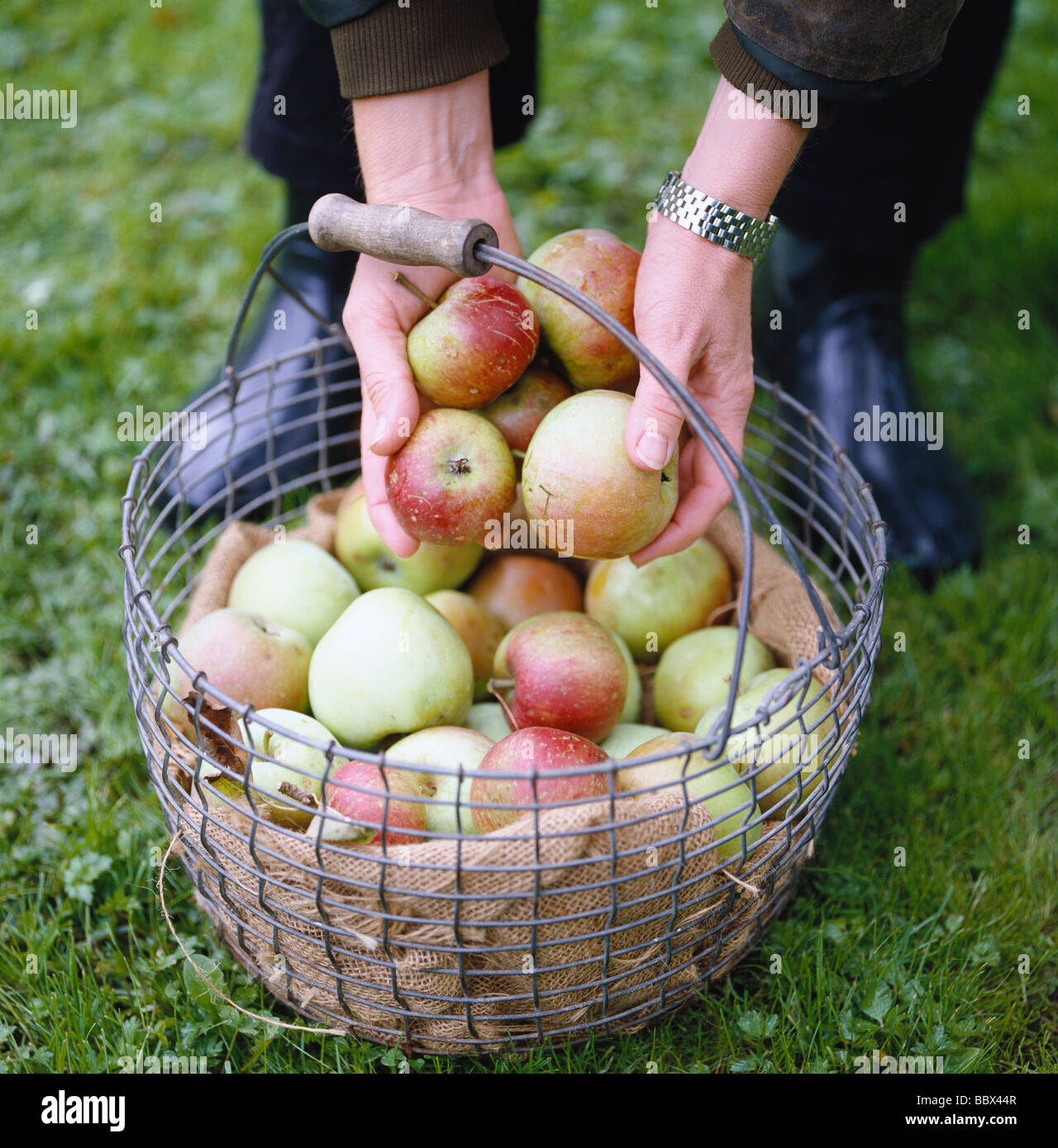 Hands holding basket full of apples hi-res stock photography and images ...