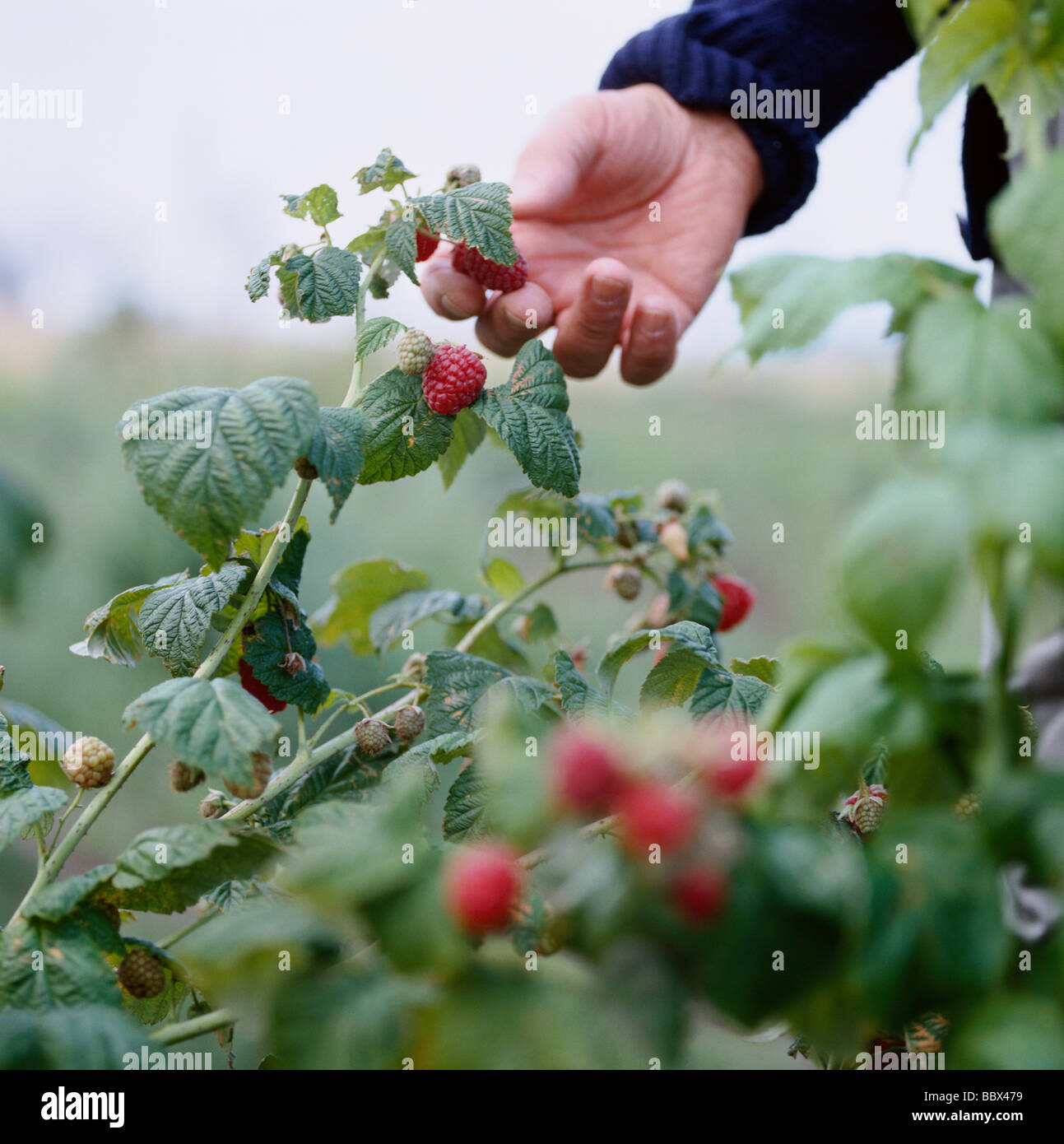A woman picking raspberries Sweden Stock Photo - Alamy