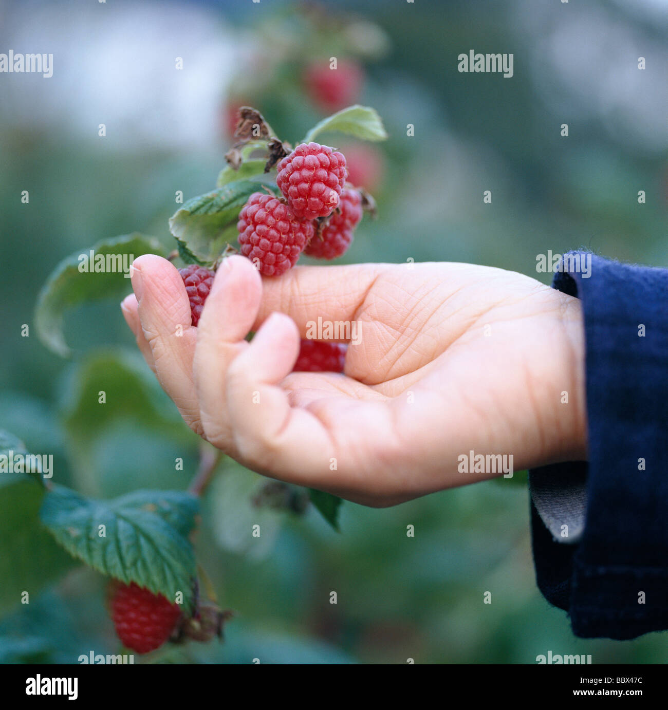 A woman picking raspberries Sweden Stock Photo - Alamy