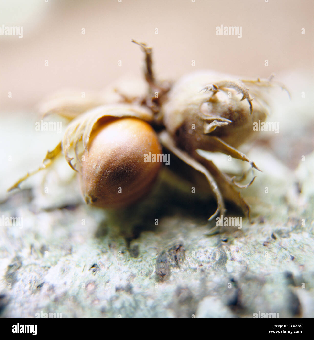 A hazelnut close-up Stock Photo - Alamy
