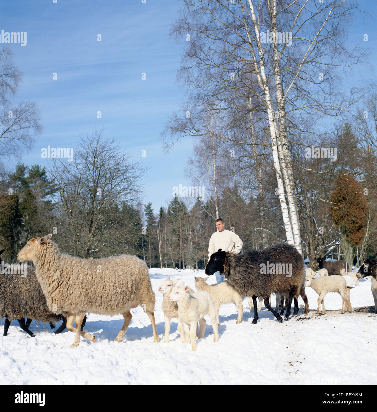 Man with a sheep man with a sheep hi-res stock photography and images ...