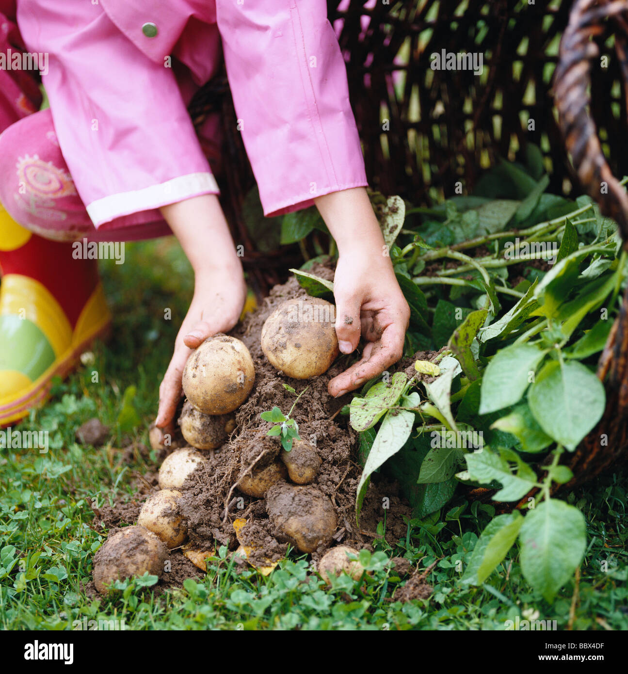 Child picking potatoes hi-res stock photography and images - Alamy