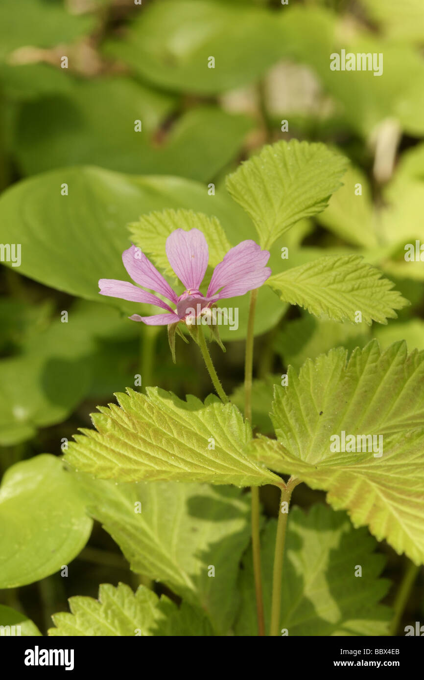Arctic raspberry - Rubus arcticus Stock Photo - Alamy