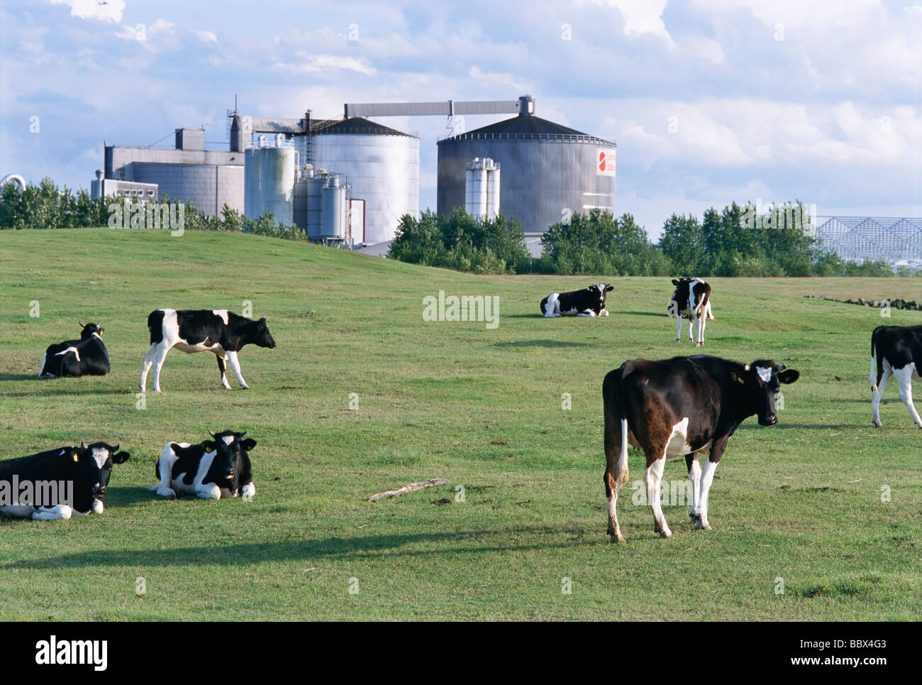 Cows in front of a factory Osterlen Skane Sweden Stock Photo - Alamy