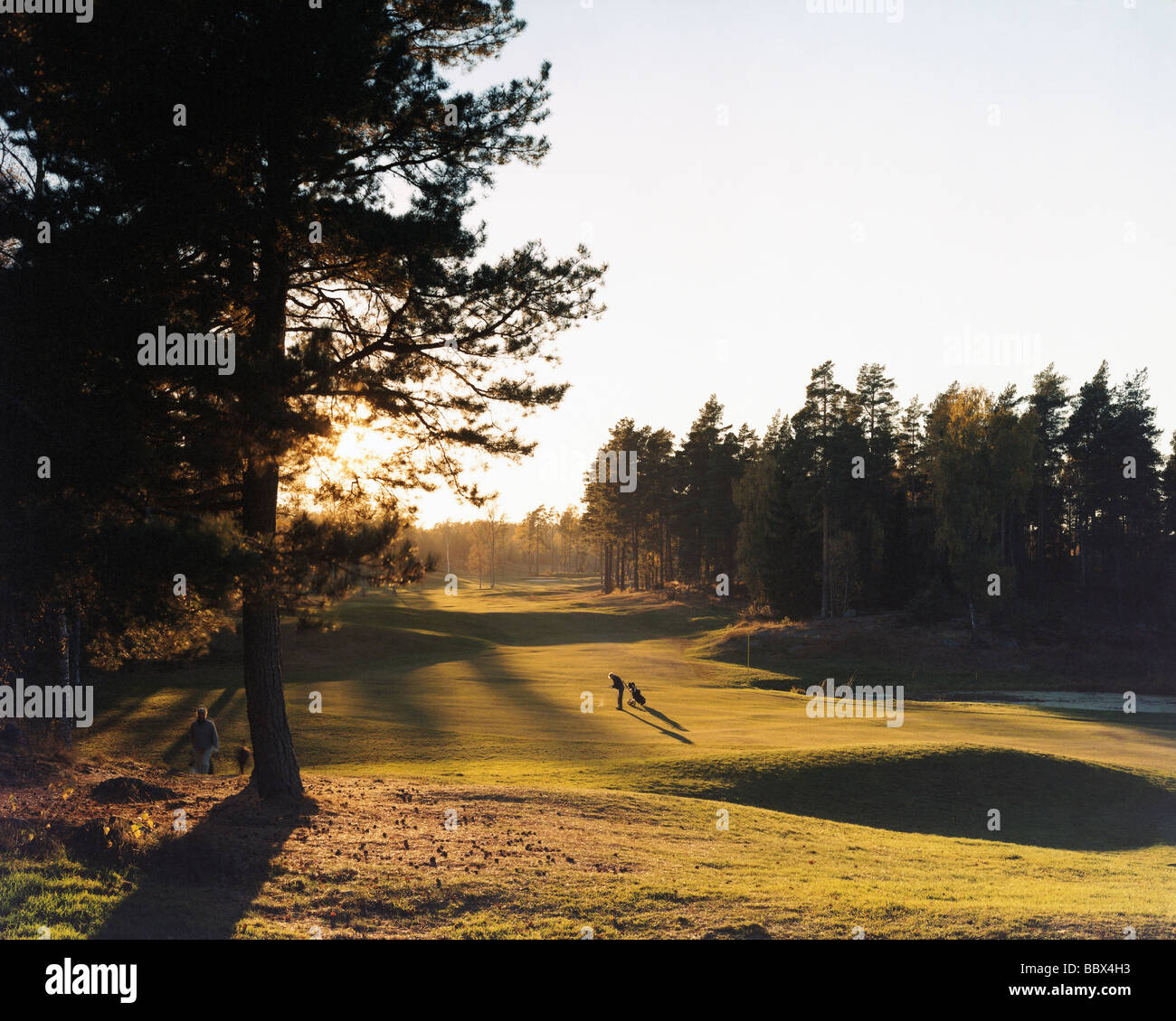 A golfer on a golf course Sweden Stock Photo - Alamy