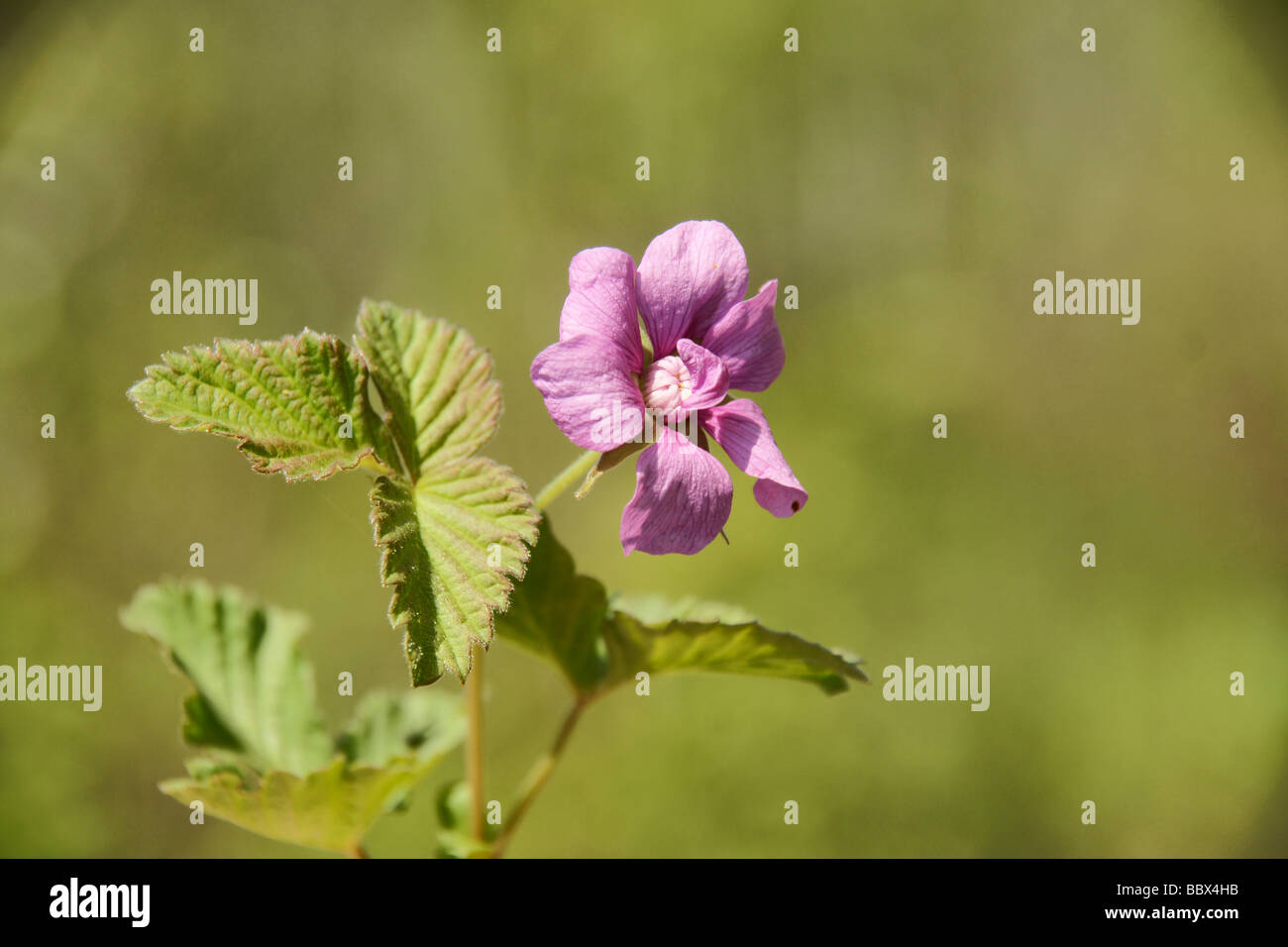 Arctic raspberry - Rubus arcticus Stock Photo - Alamy