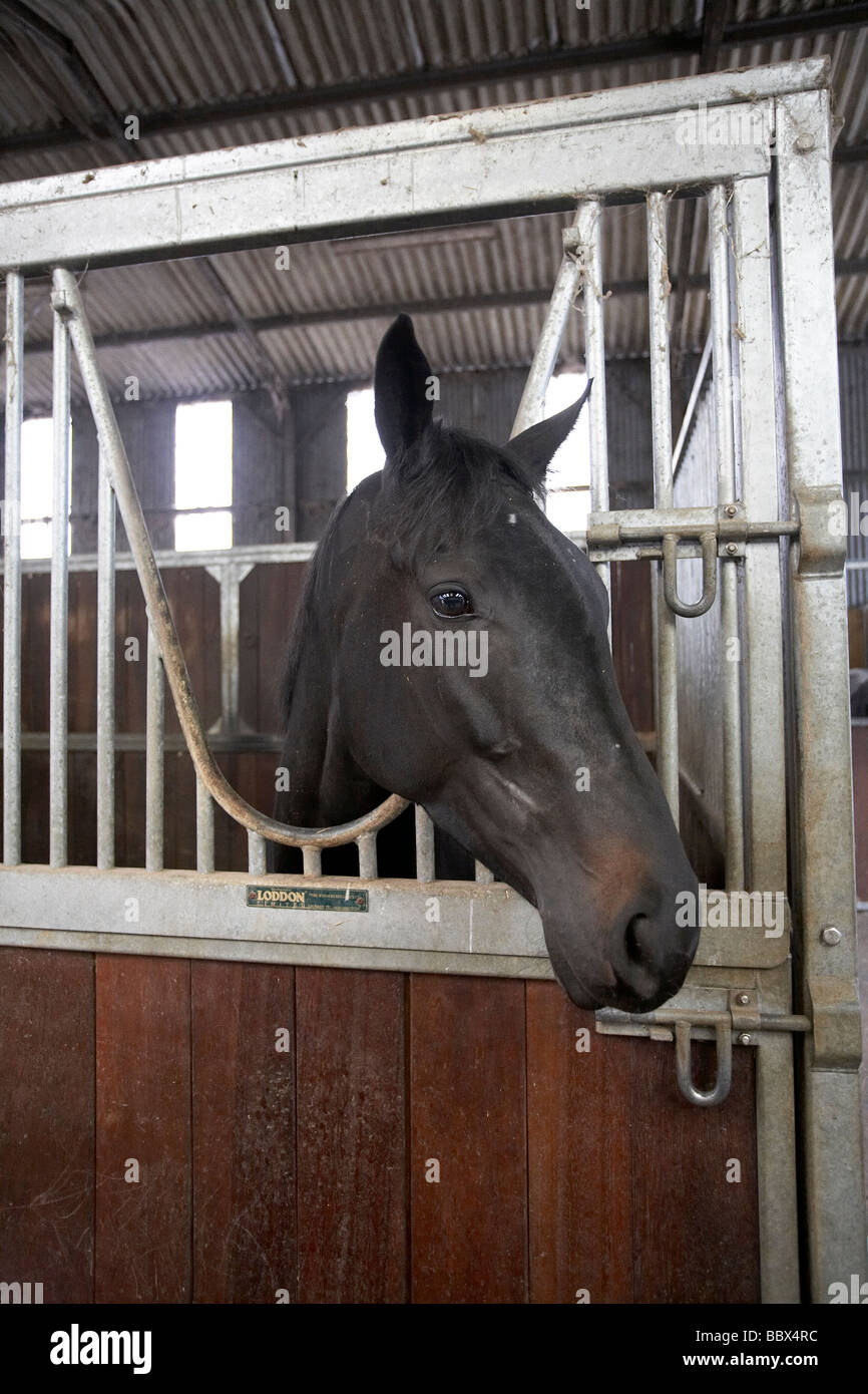 HORSE LOOKING OUT OF A MODERN STABLE Stock Photo - Alamy