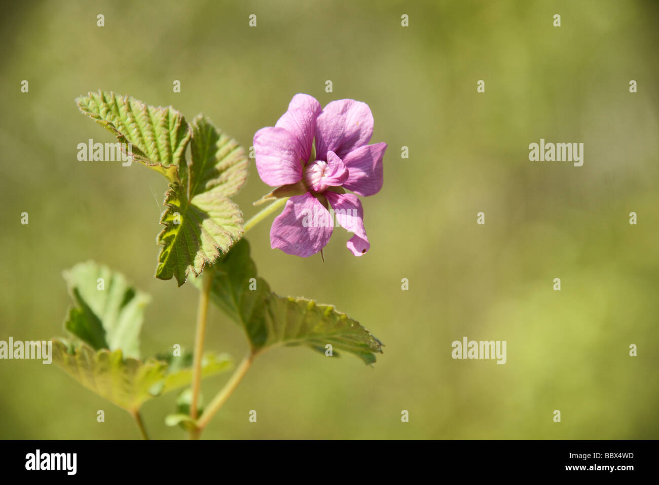 Arctic raspberry - Rubus arcticus Stock Photo - Alamy