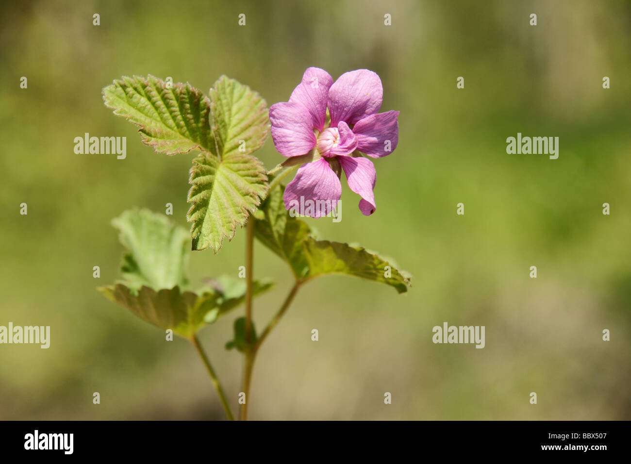 Arctic raspberry - Rubus arcticus Stock Photo - Alamy