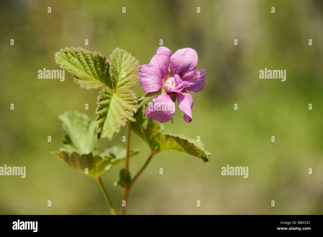 Arctic raspberry - Rubus arcticus Stock Photo - Alamy