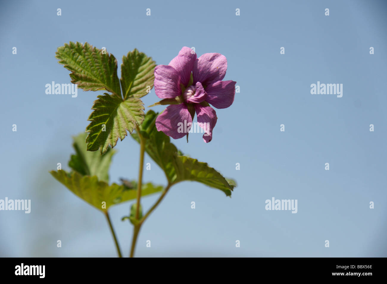 Arctic raspberry - Rubus arcticus Stock Photo - Alamy